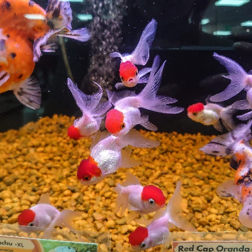 Red Cap Oranda Goldfish for for sale at Shirley Aquatics UK