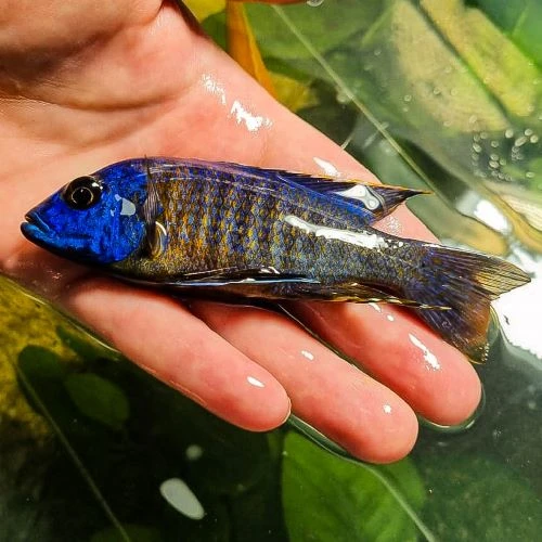 Fish peacock store