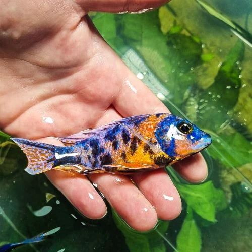 Assorted Peacock Cichlids 4 5cm fish for sale at Shirley Aquatics