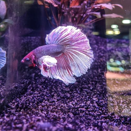 Dumbo betta fish store