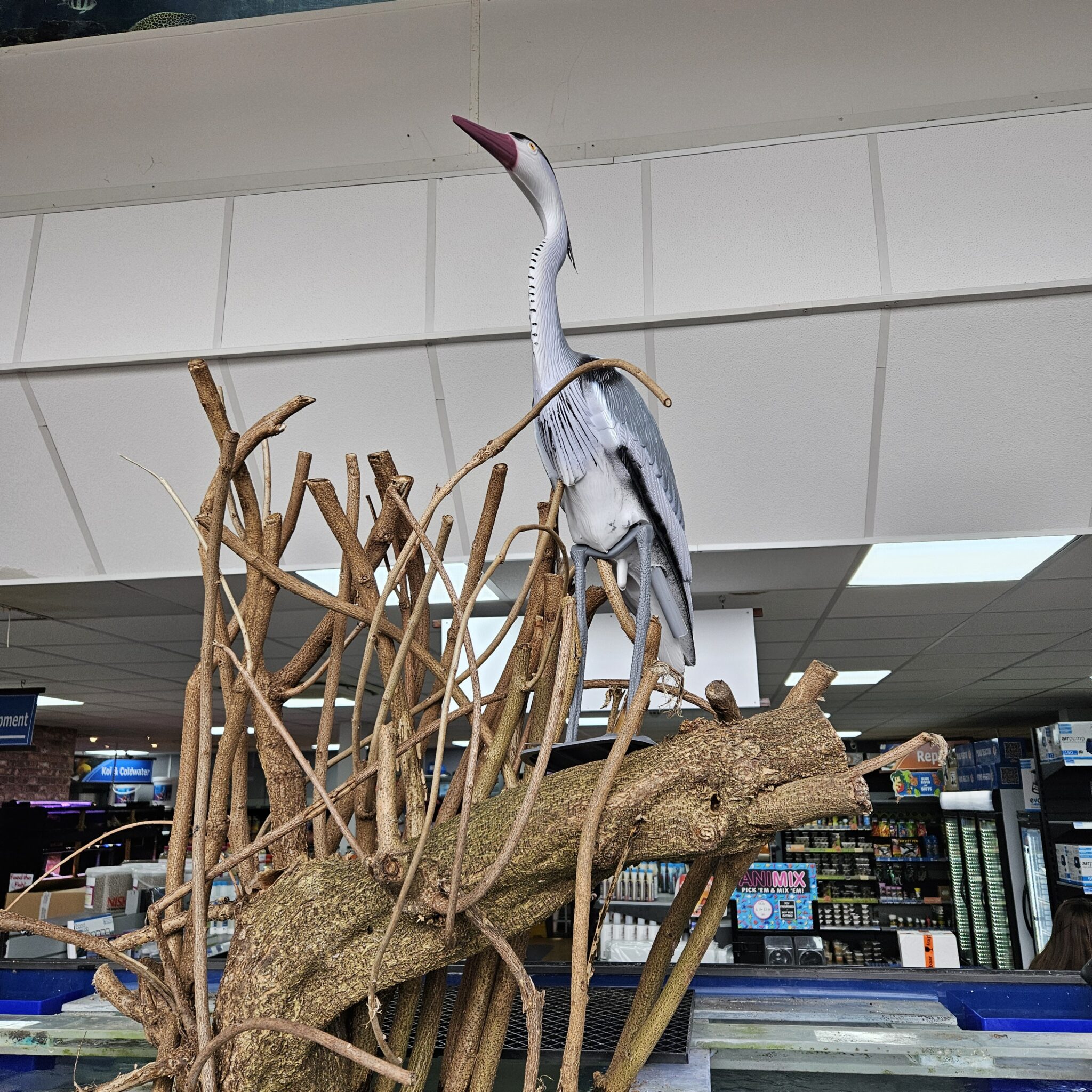 Stop Herons Eating Fish - An guide to keeping your pond safe